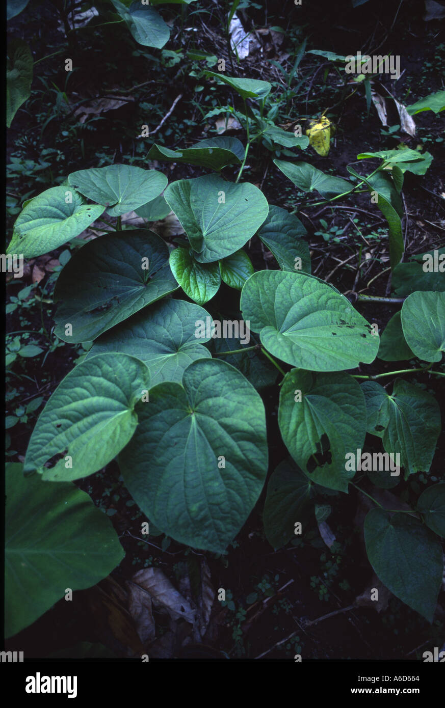 Kava plant hi-res stock photography and images - Alamy
