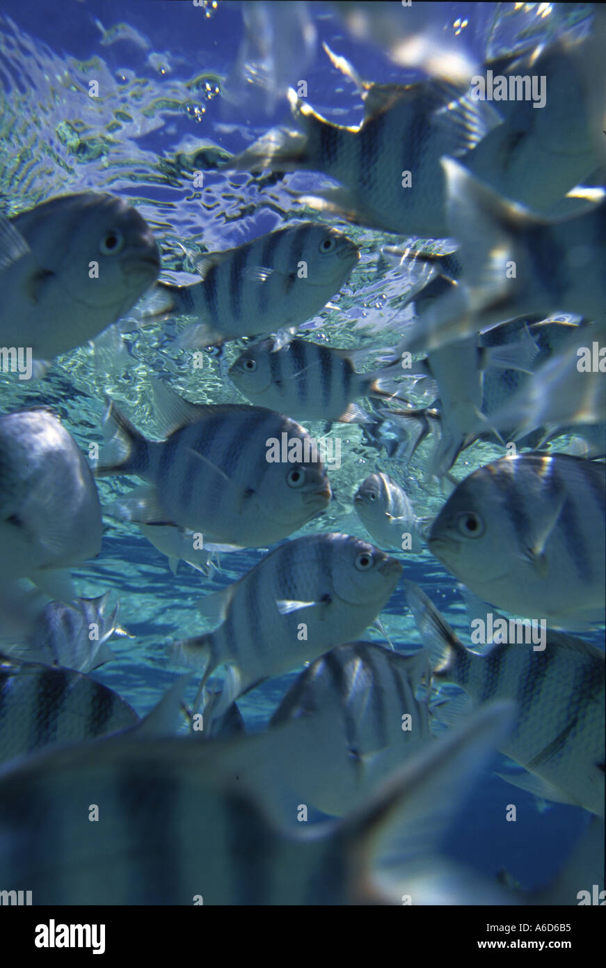 Fish Aitutaki Cook Islands Stock Photo - Alamy