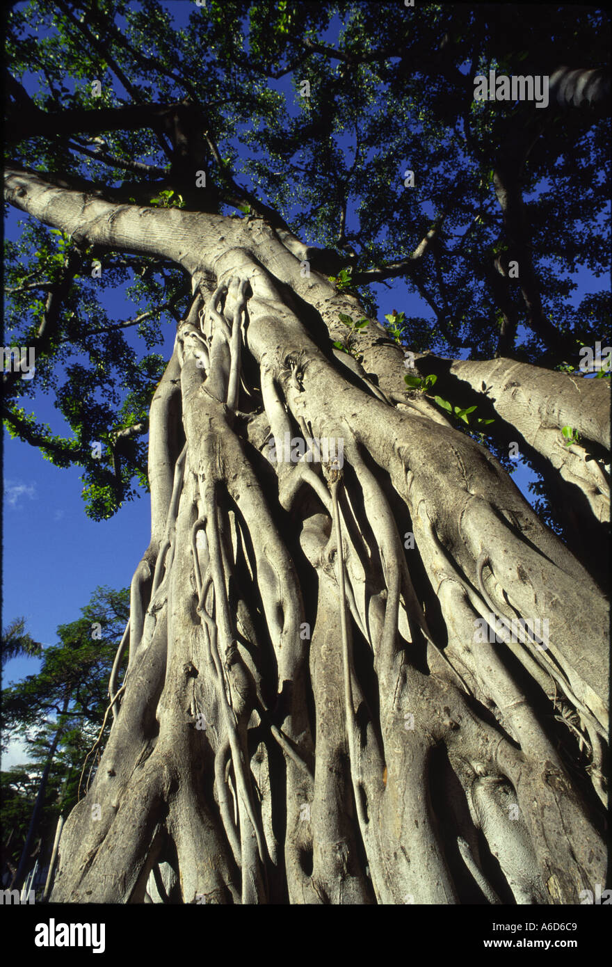 Banyan Tree Hawaii Stock Photo - Alamy