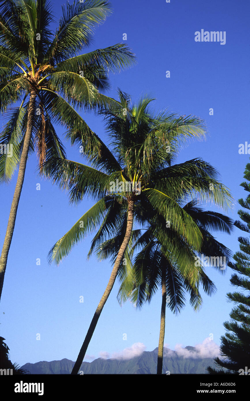 Coconut palm trees Oahu Hawaii Stock Photo - Alamy