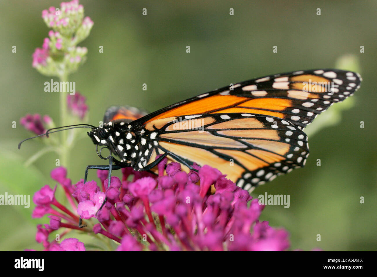 Butterlfy wing hi-res stock photography and images - Alamy