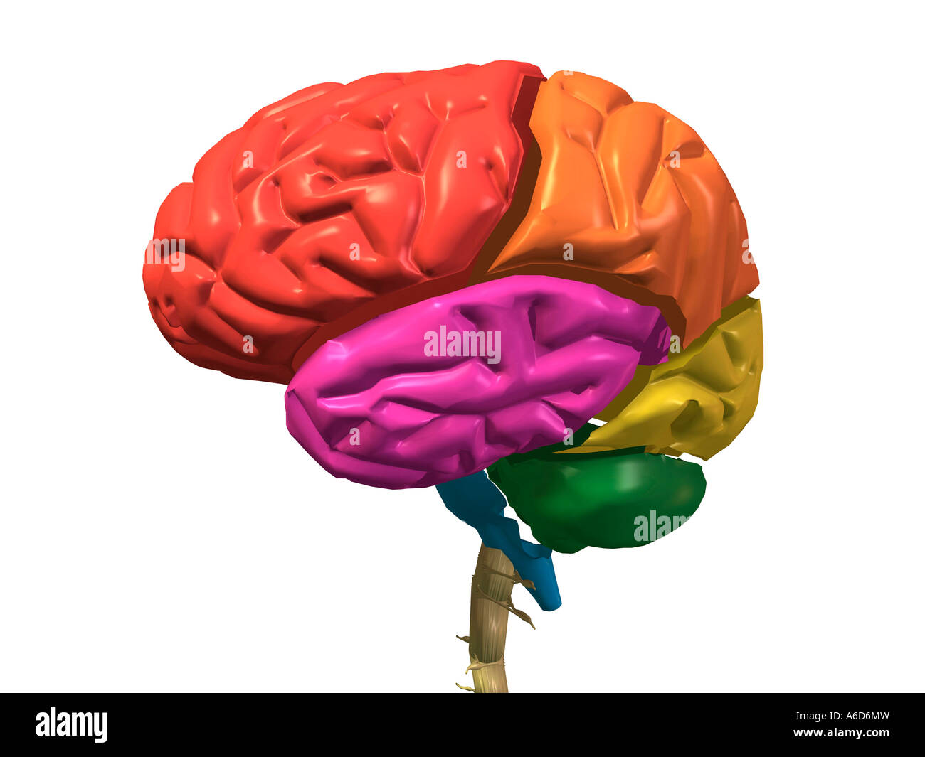 Close-up of a human brain Stock Photo - Alamy