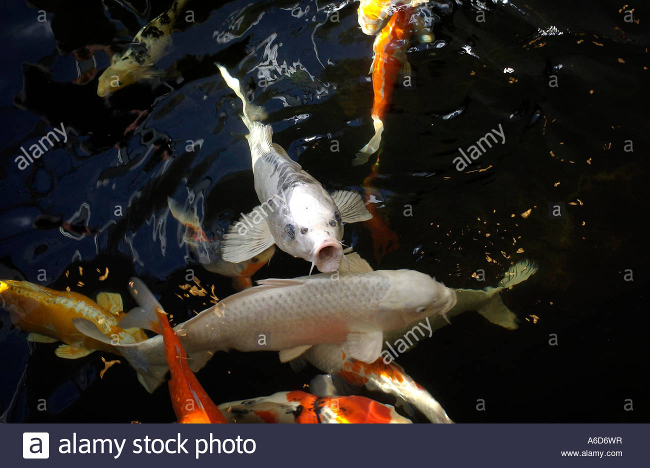 Gasping Fish High Resolution Stock Photography and Images - Alamy