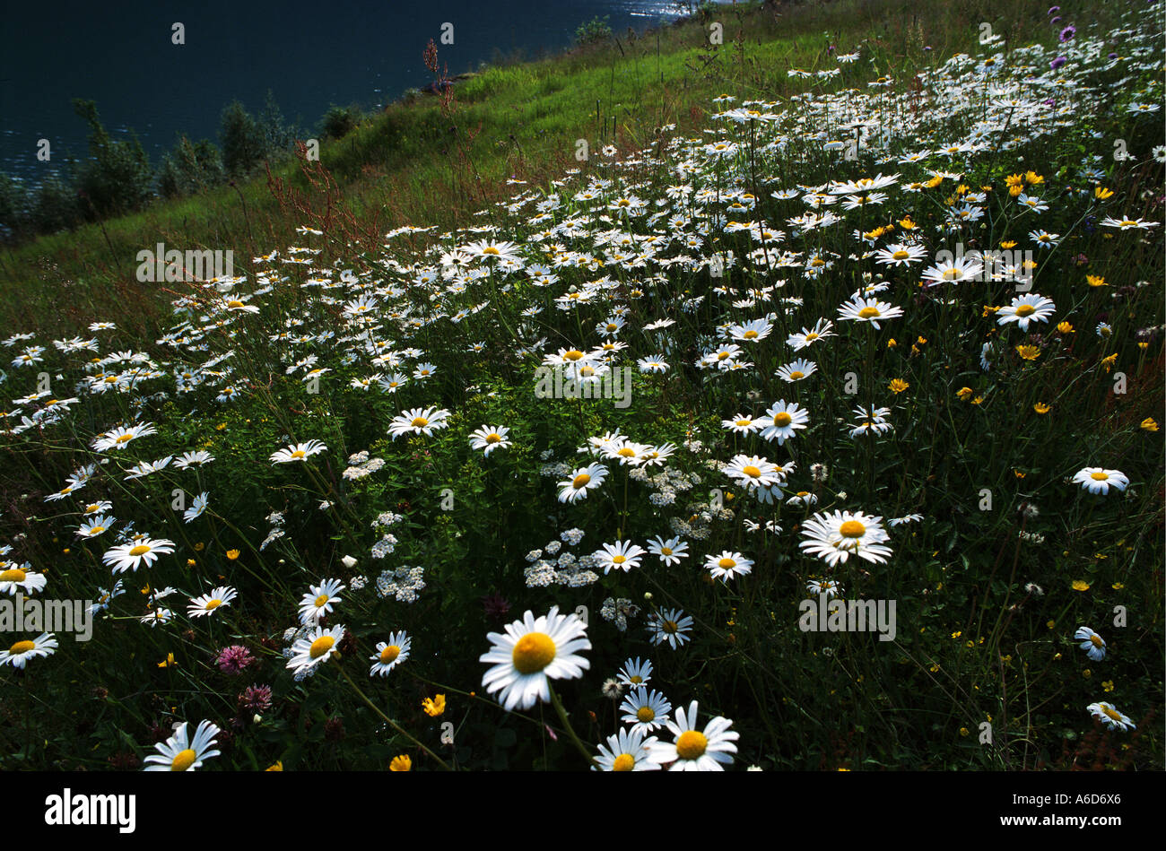 Nature, landscape, flowers Stock Photo - Alamy