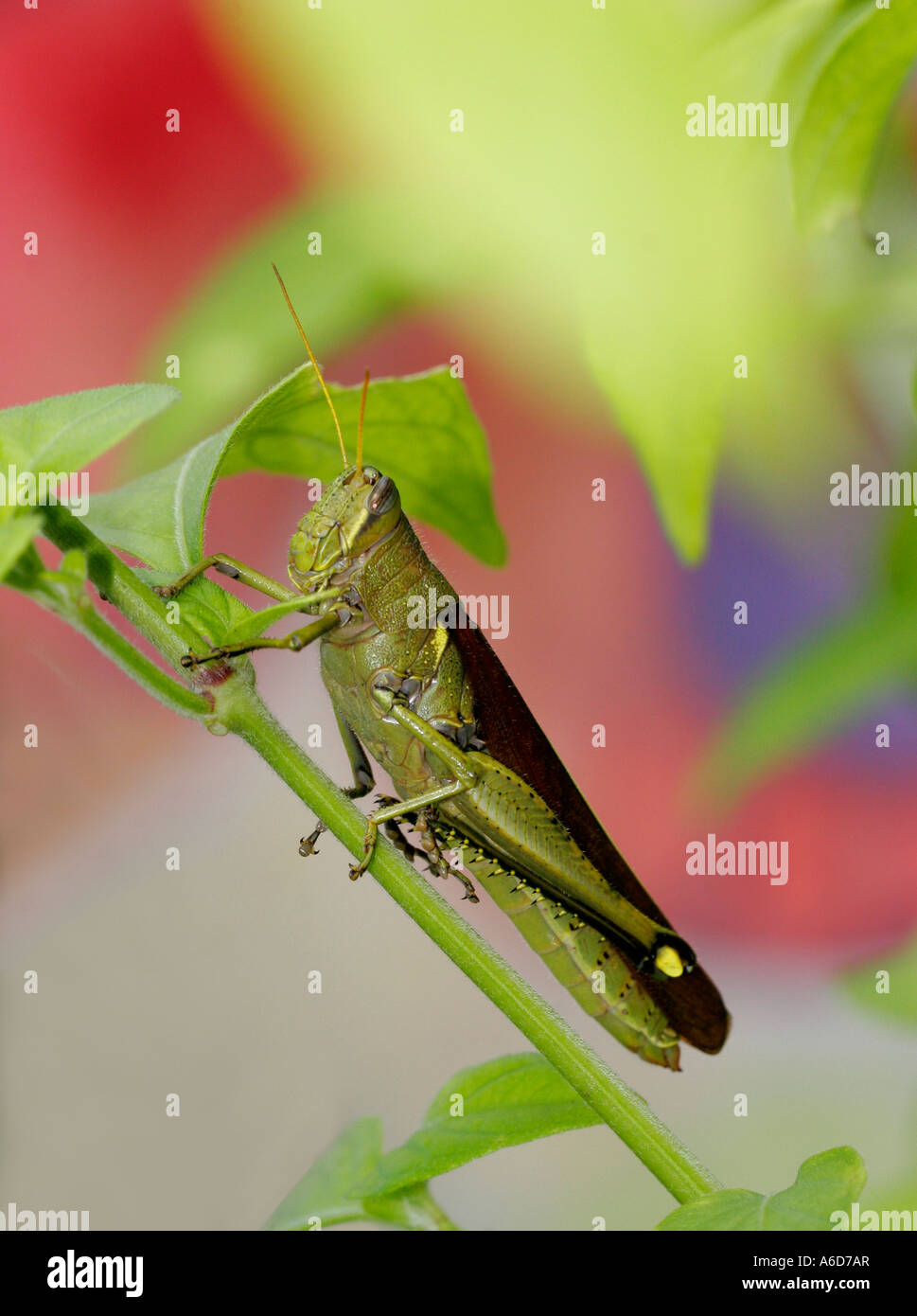 Side profile of an Obscure Birdwing Grasshopper on a twig (Schistocerca ...