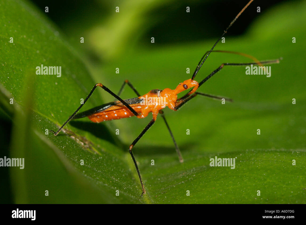 Side view of assassin bug hi-res stock photography and images - Alamy