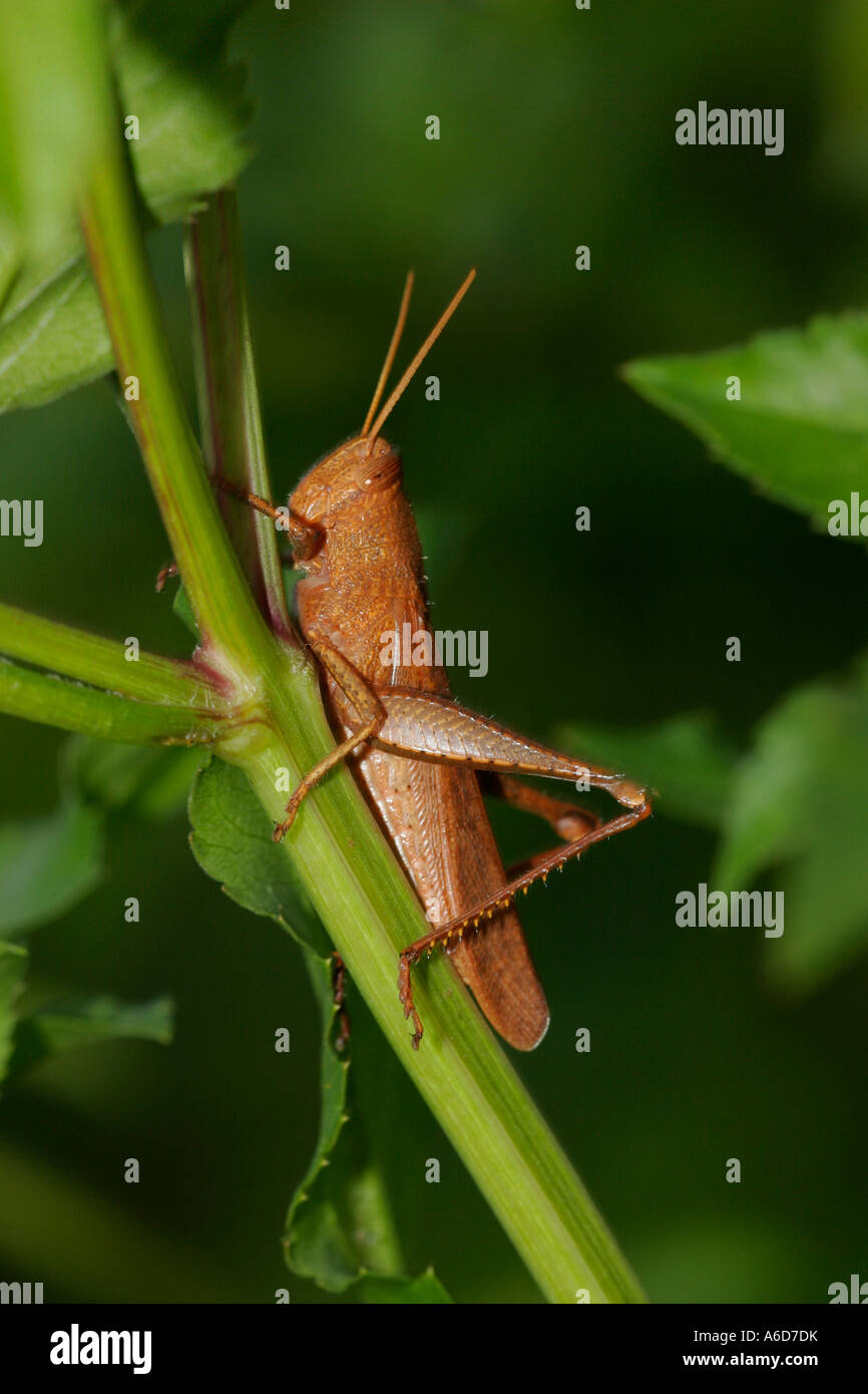 Side profile of a grasshopper crawling on a twig Stock Photo - Alamy