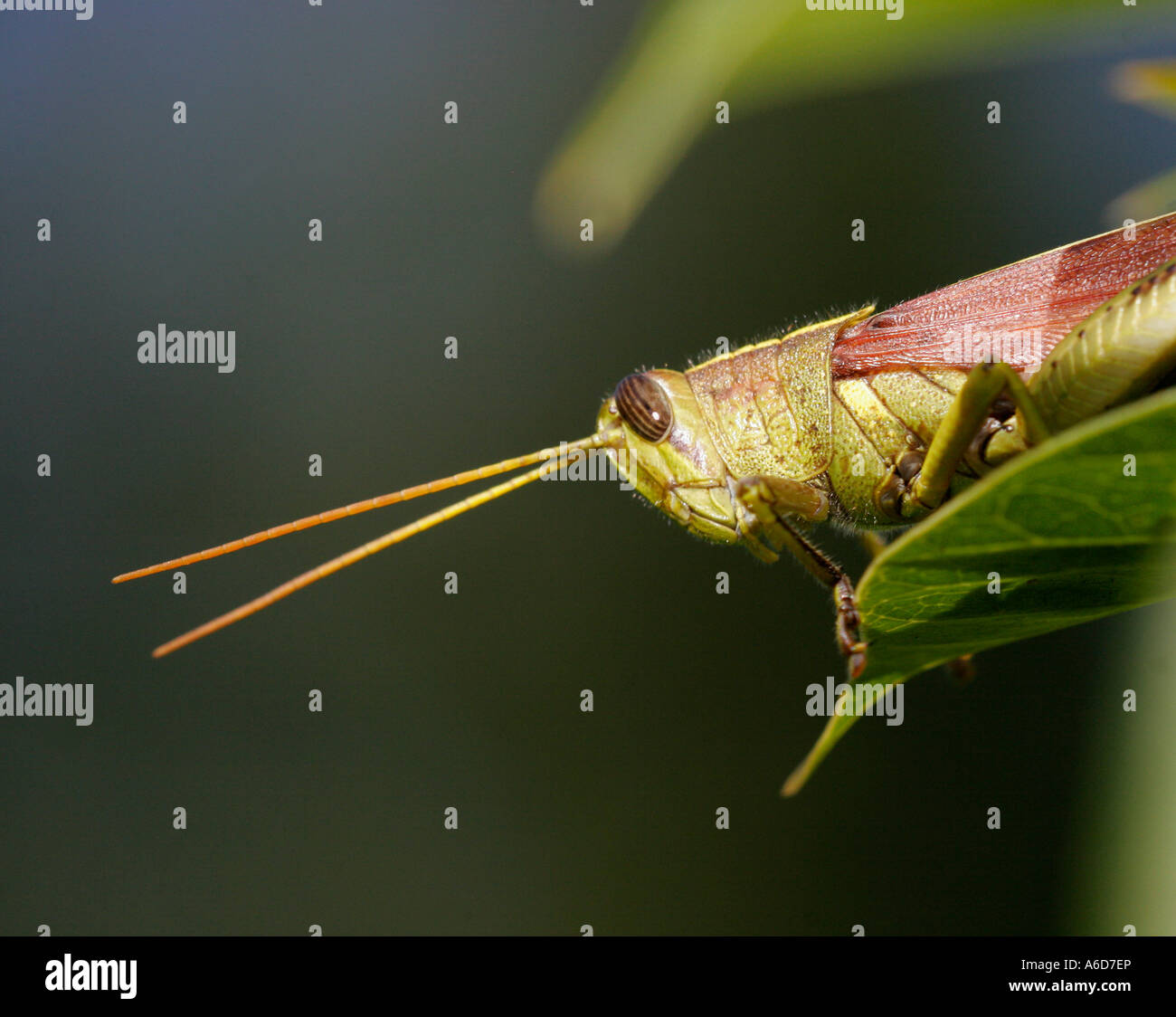 Side profile of an Obscure Birdwing Grasshopper on a leaf (Schistocerca ...