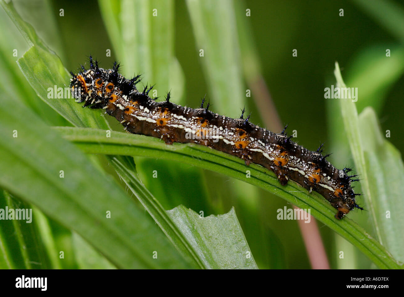 Common Buckeye Butterfly Caterpillar