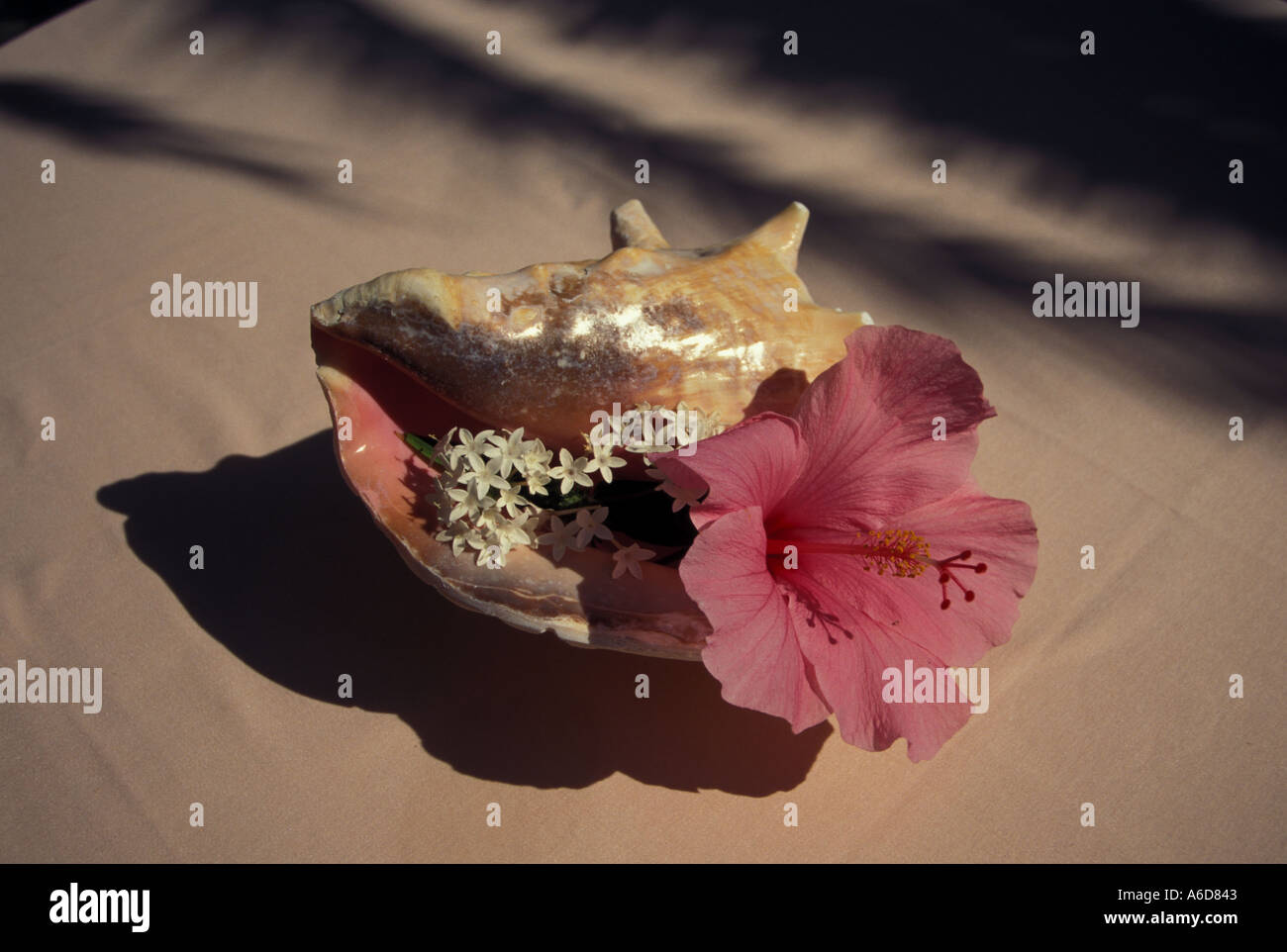 Conch shell with a Bougainvillea blossom , Florida Keys Stock Photo - Alamy