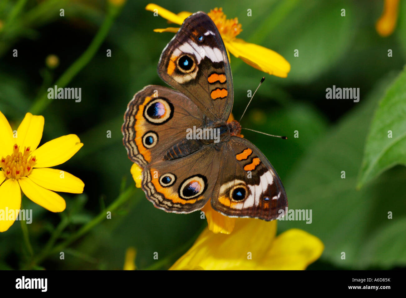 Common buckeye butterfly with spread wings hi-res stock photography and ...