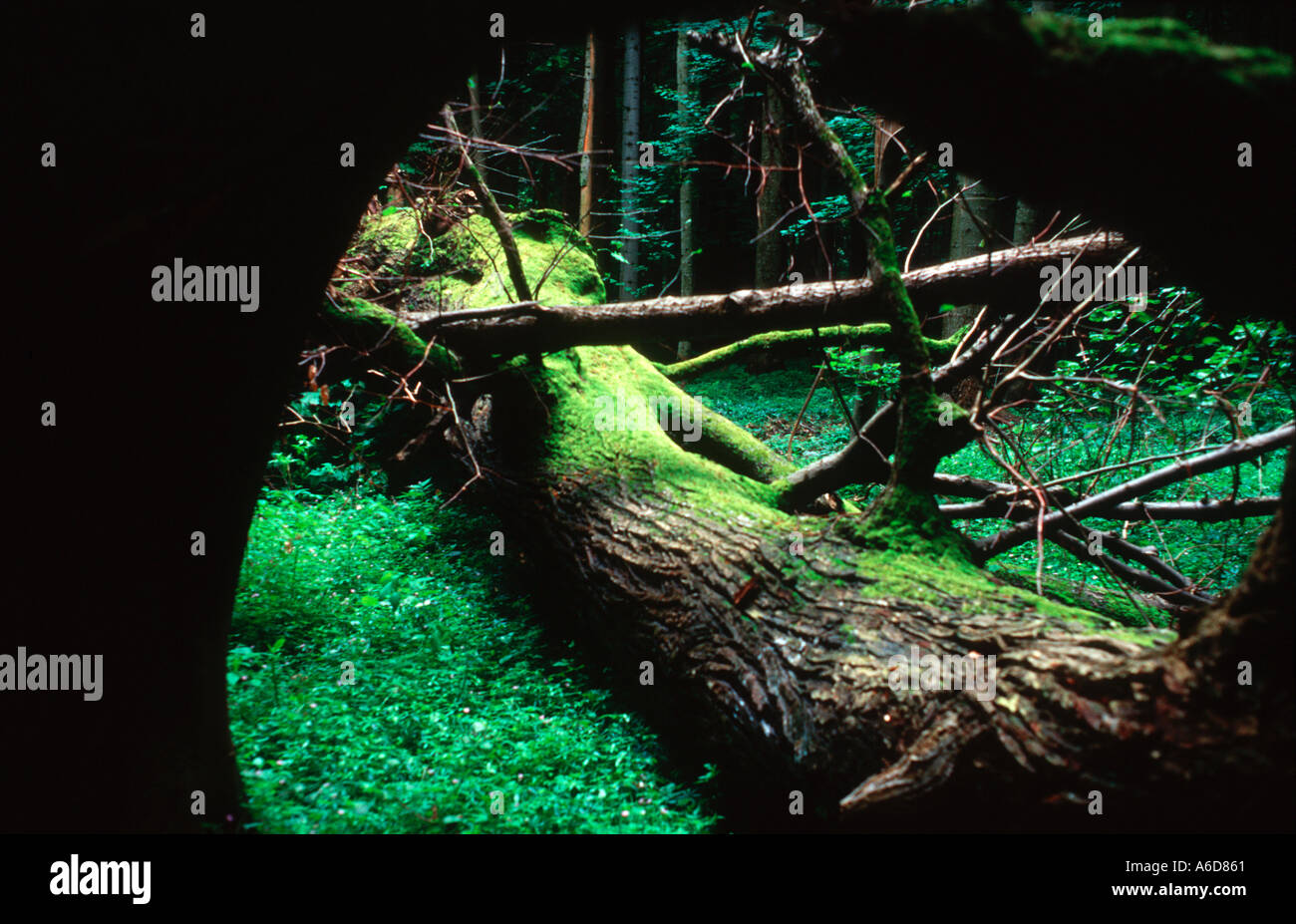 Roztoczanski national park hi-res stock photography and images - Alamy