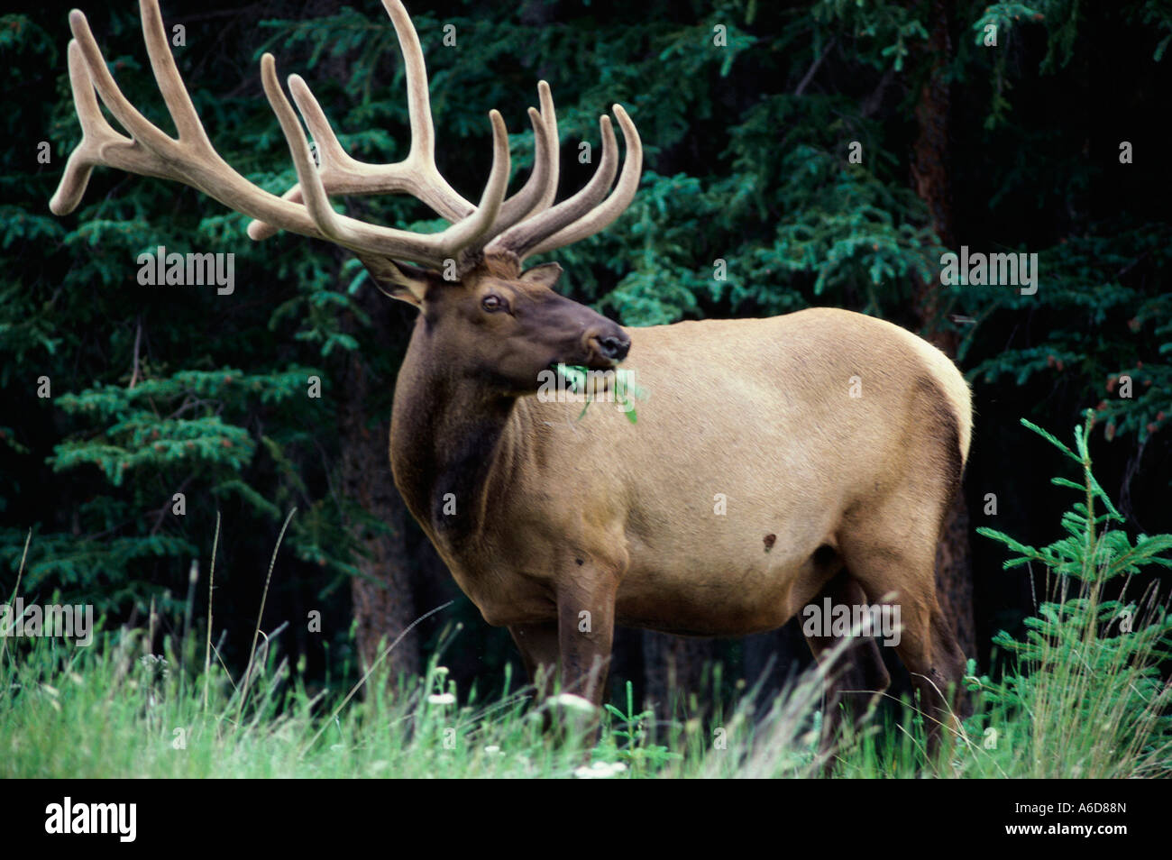 Side profile of an elk grazing in a forest (Cervus elaphus Stock Photo ...
