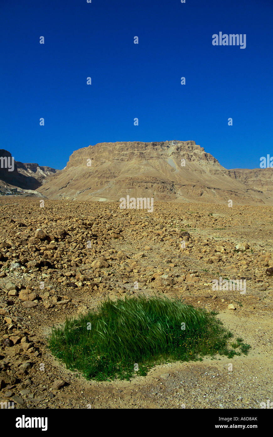 Grass on an arid landscape, Masada, Israel Stock Photo - Alamy