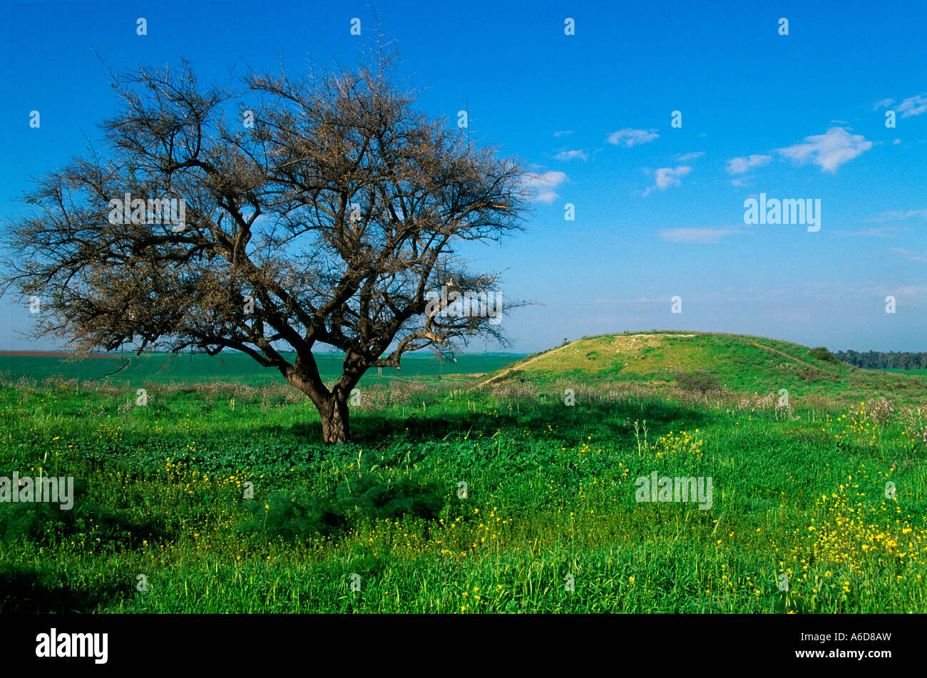 Tree in a field, Keshet, Israel Stock Photo - Alamy