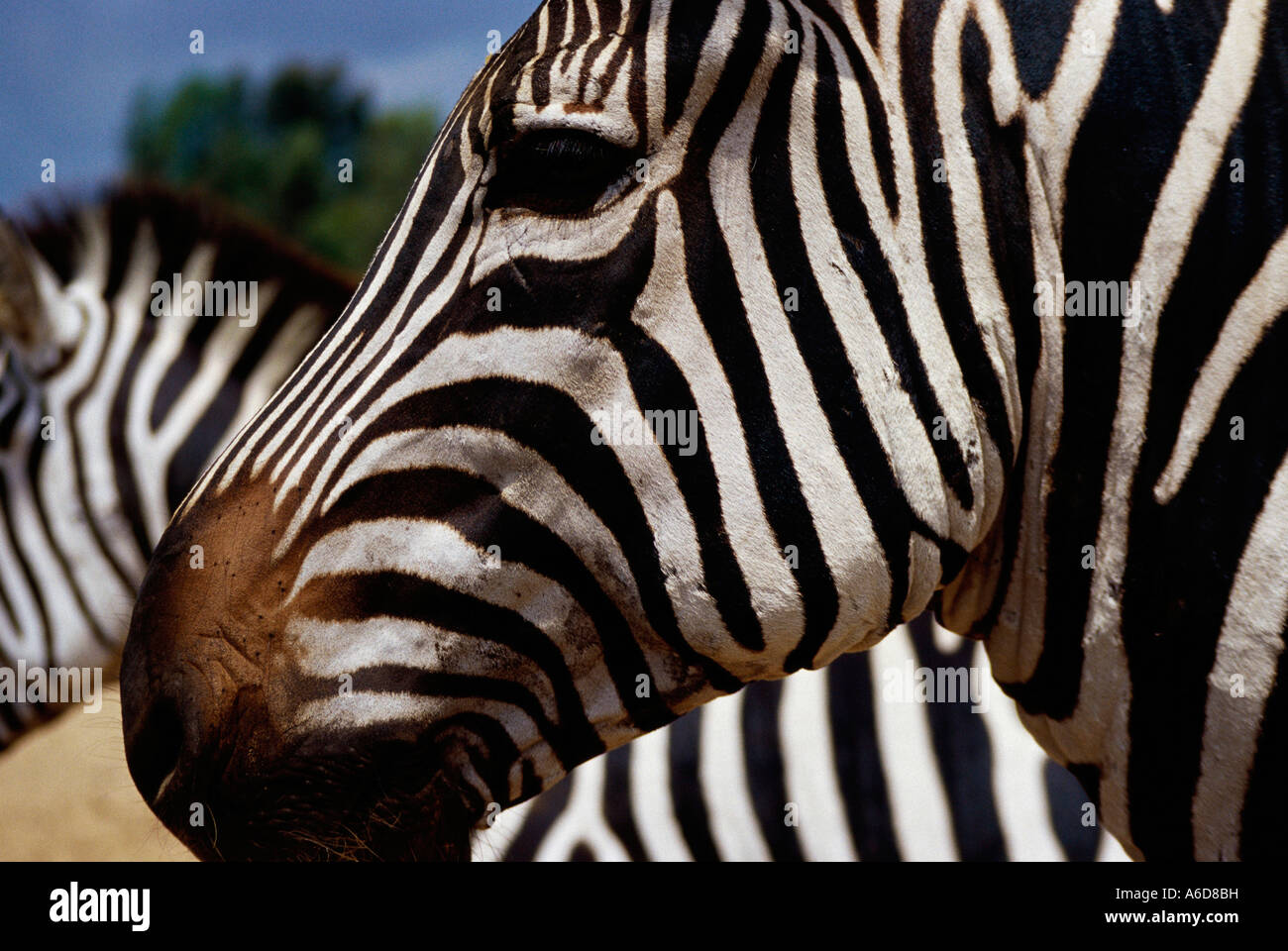 Close-up of a zebra Stock Photo - Alamy