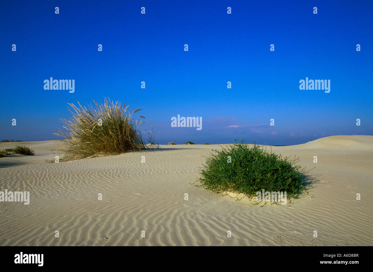 Plants in a desert, Alexander River National Park, Israel Stock Photo ...
