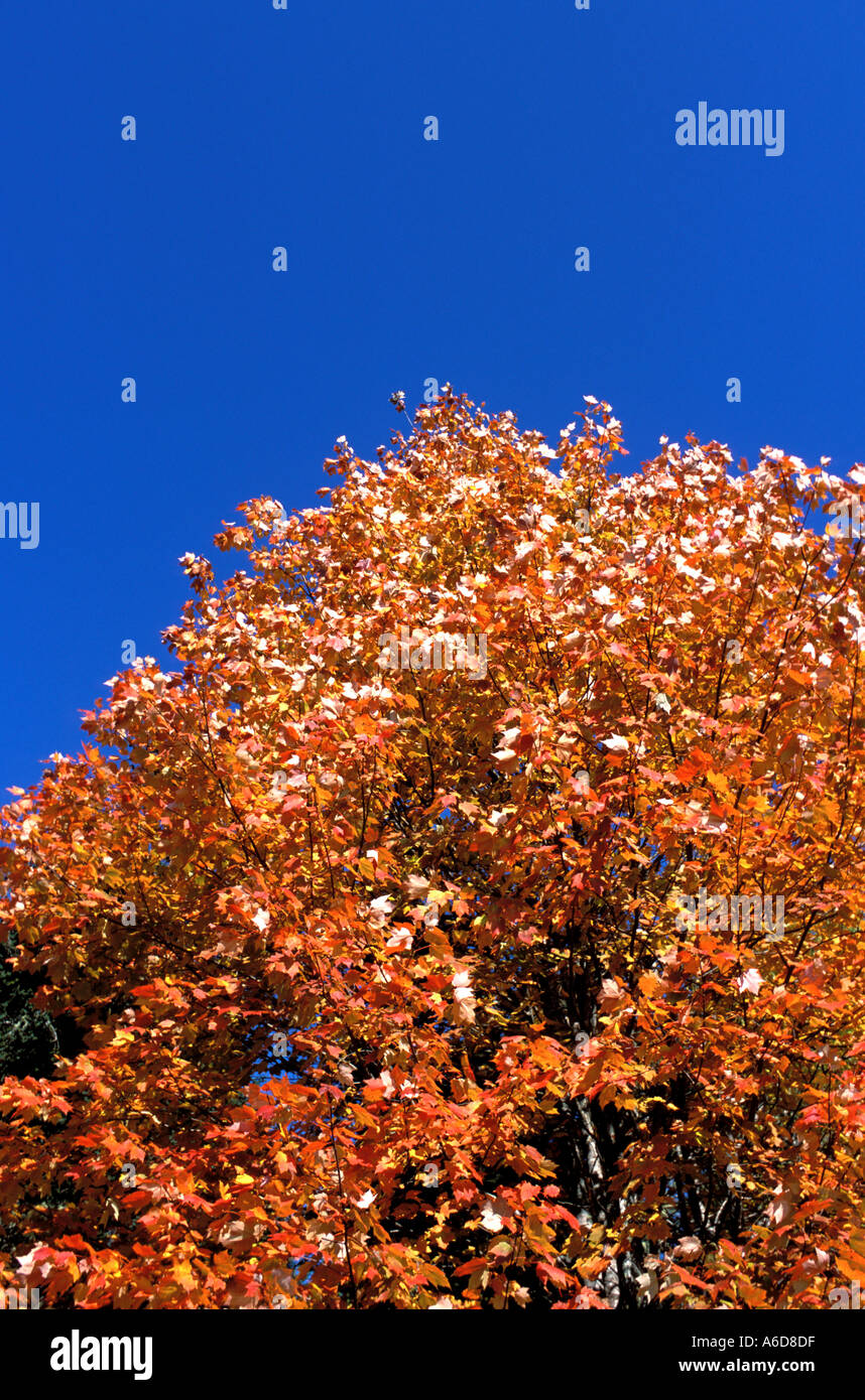 fall colours canada Stock Photo - Alamy