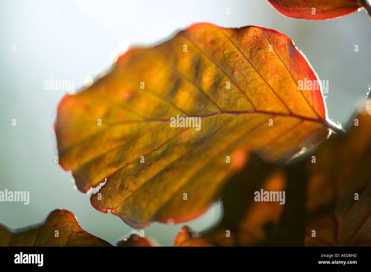 leaf of beech tree Stock Photo - Alamy