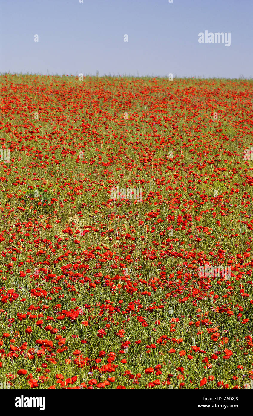 red green and blue Stock Photo - Alamy