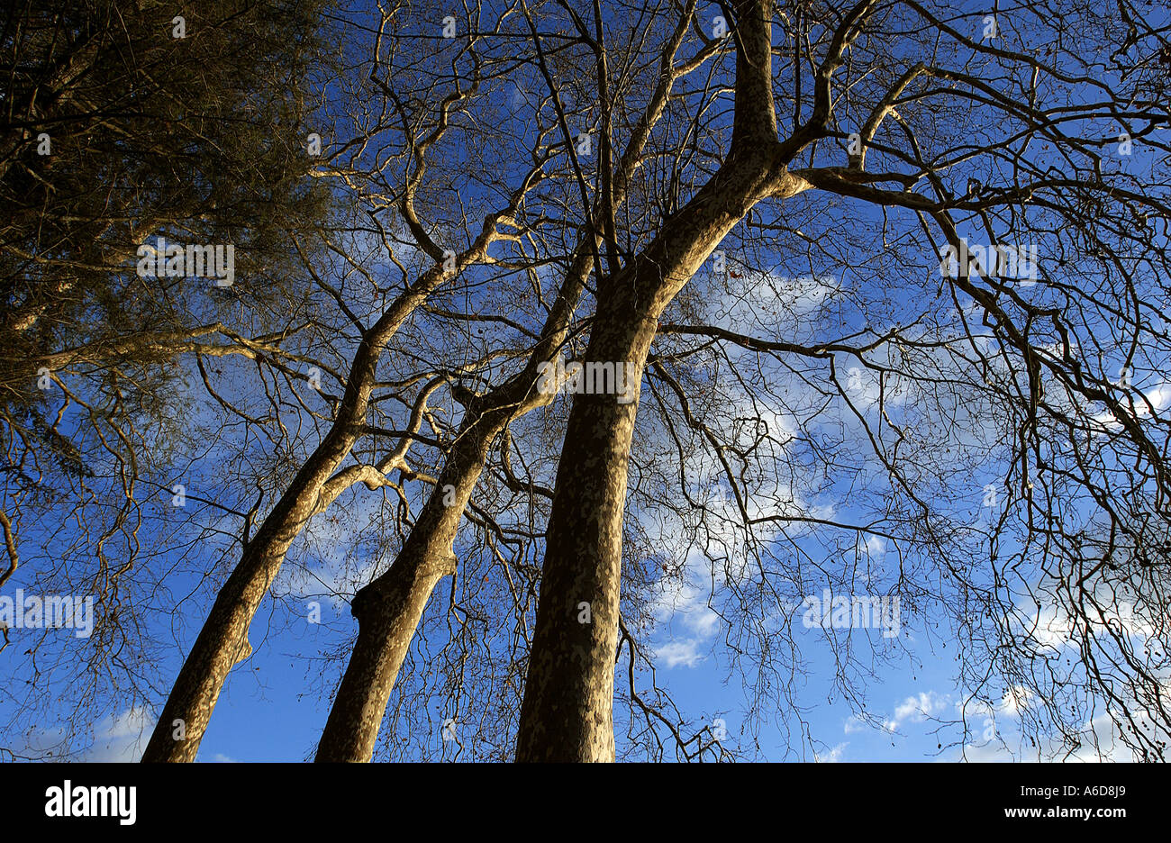 Trees and blue sky Stock Photo - Alamy
