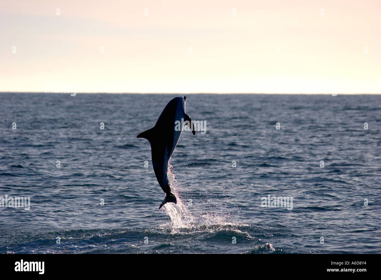 Two dorsal fins hi-res stock photography and images - Alamy