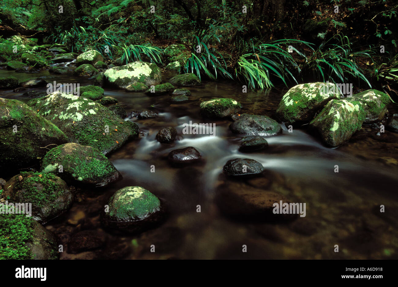 rainforest border ranges national park brindle creek new south wales ...