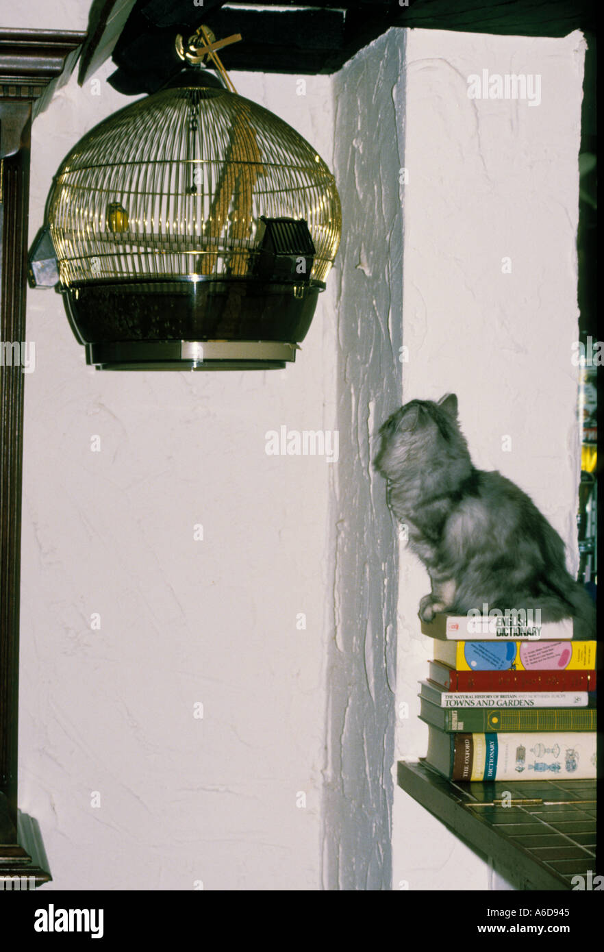 Cat and bird in cage hi-res stock photography and images - Alamy
