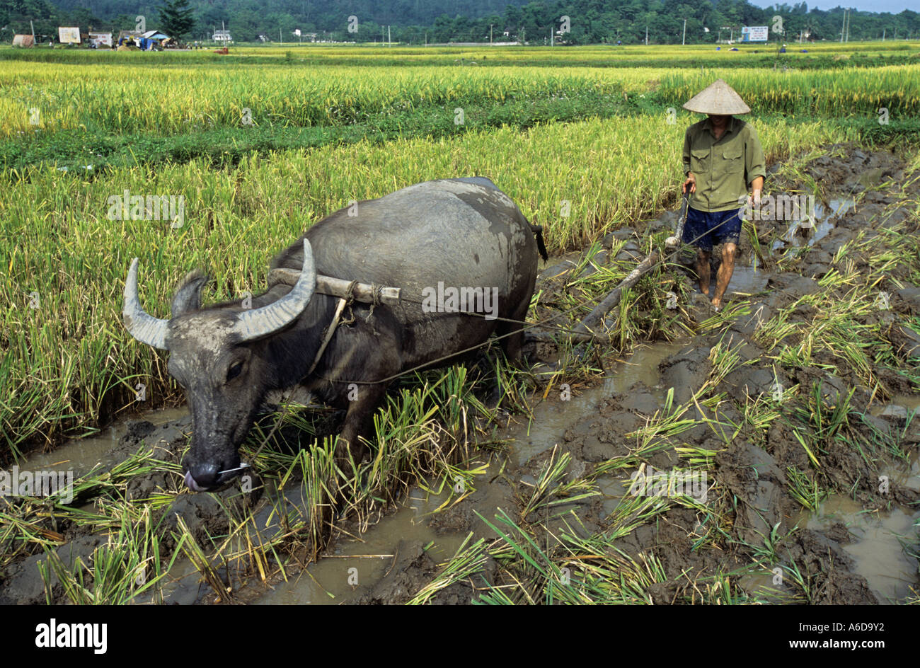 Ploughing rice paddy with water buffalo, Thai Nguyen province, Vietnam ...