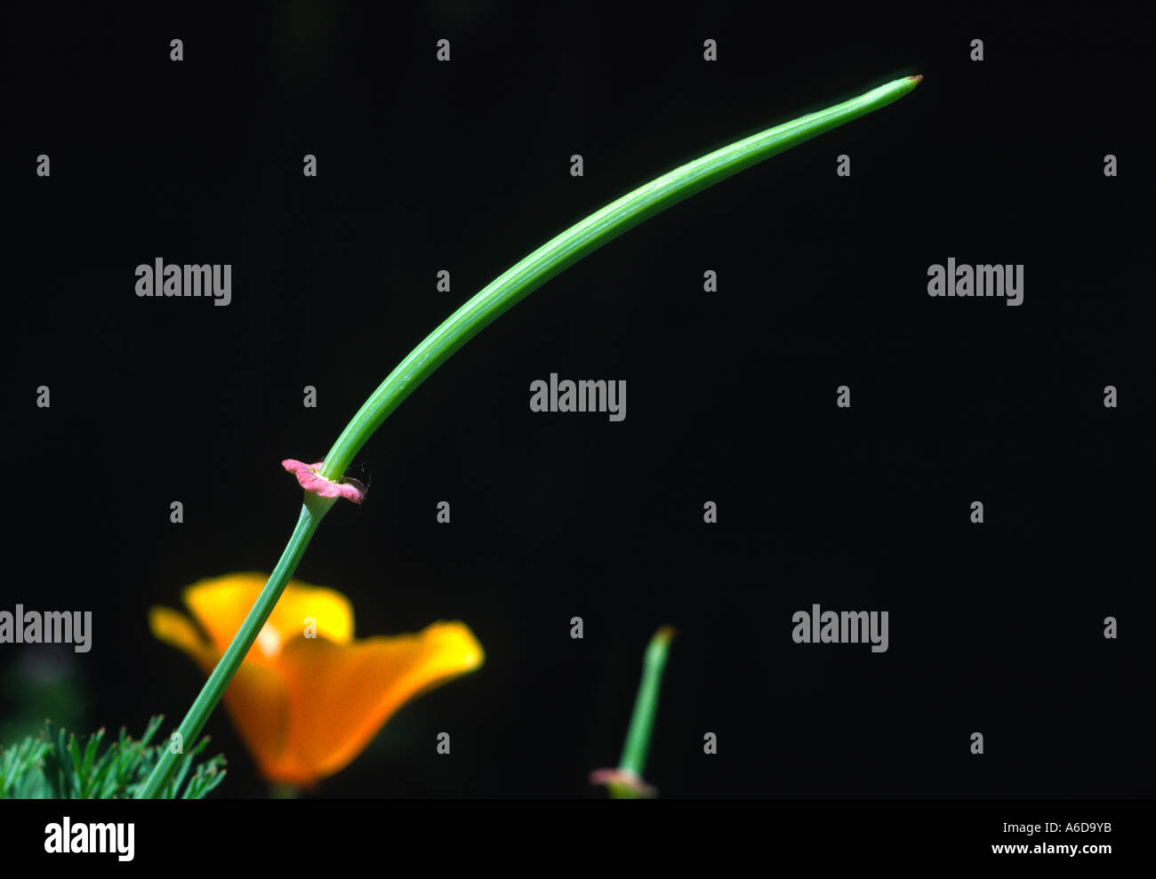 California poppy Eschscholtzia californica seed pod Stock Photo - Alamy