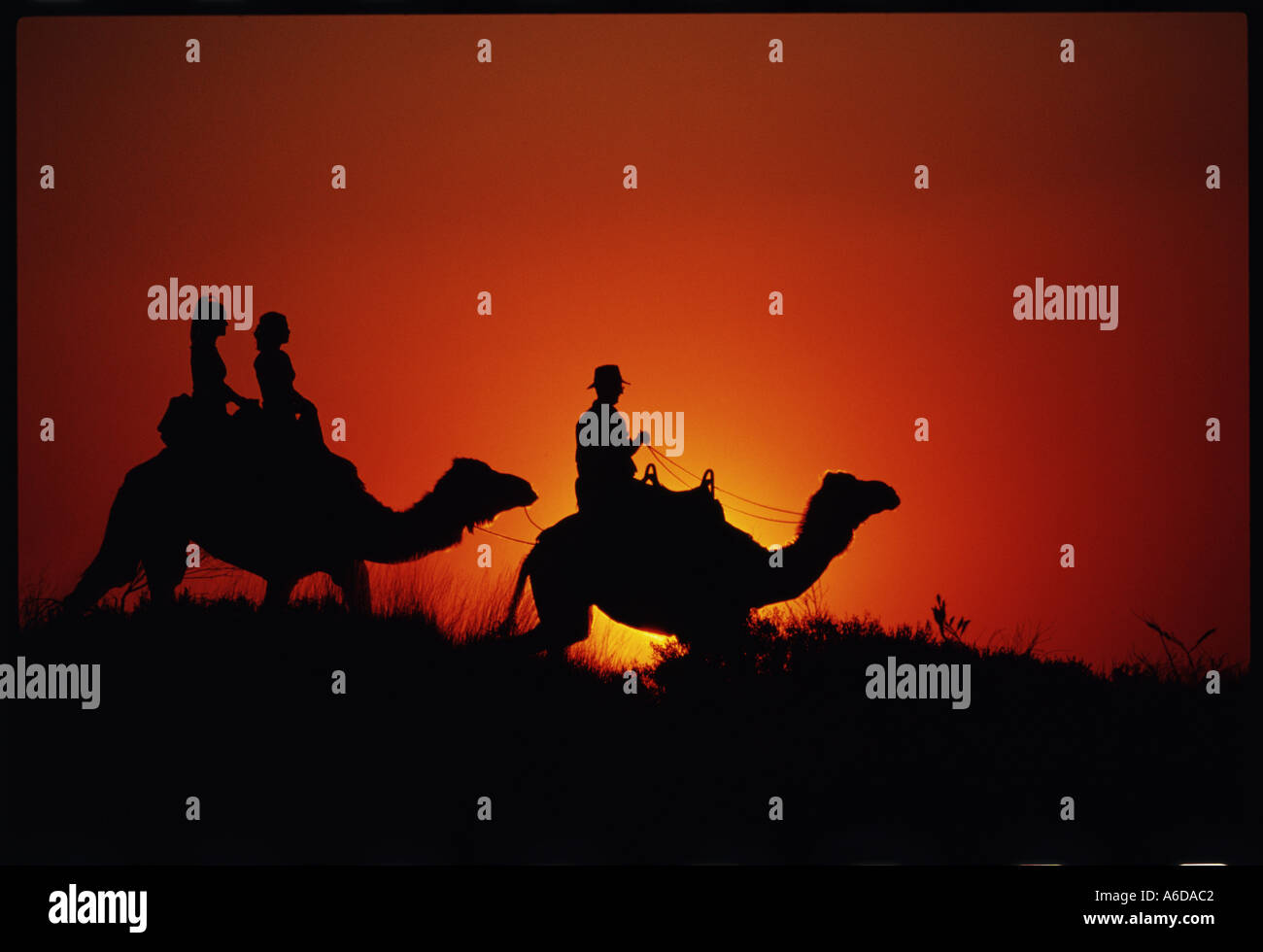 Camel trekking australia hi-res stock photography and images - Alamy