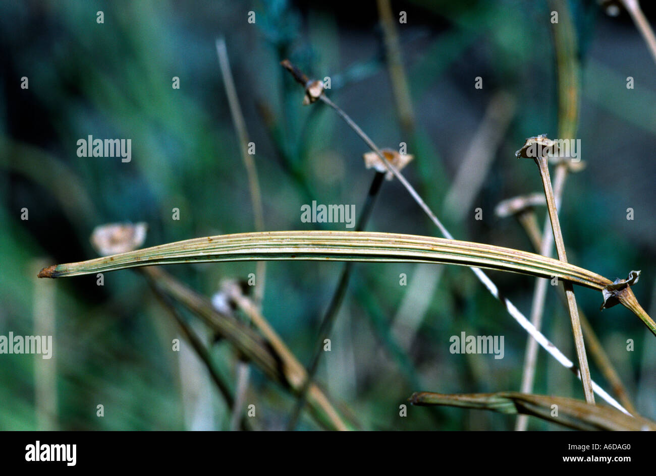 California poppy Eschscholtzia californica ripe seed pod Stock Photo ...