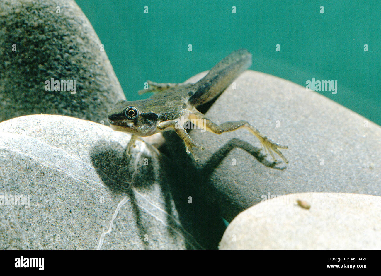 Pacific treefrog Hyla regilla tadpole Native of South San Francisco ...