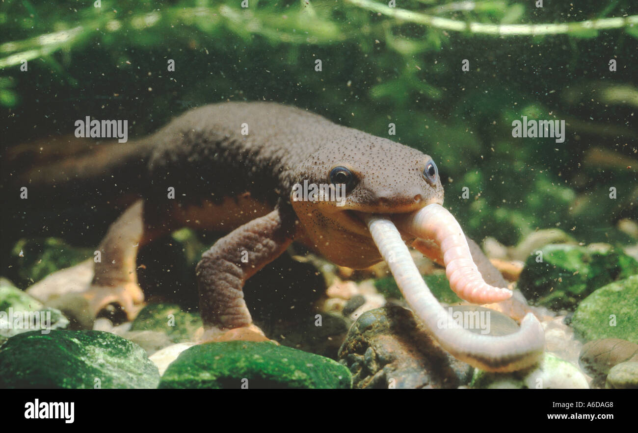 California Newt Taricha torosa eats worm in aquarium. a native of the ...