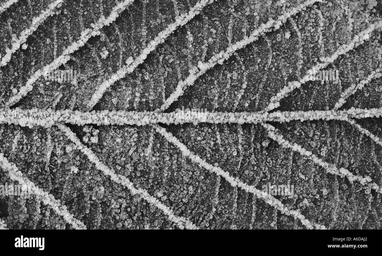 Leaf in monochrome hi-res stock photography and images - Alamy