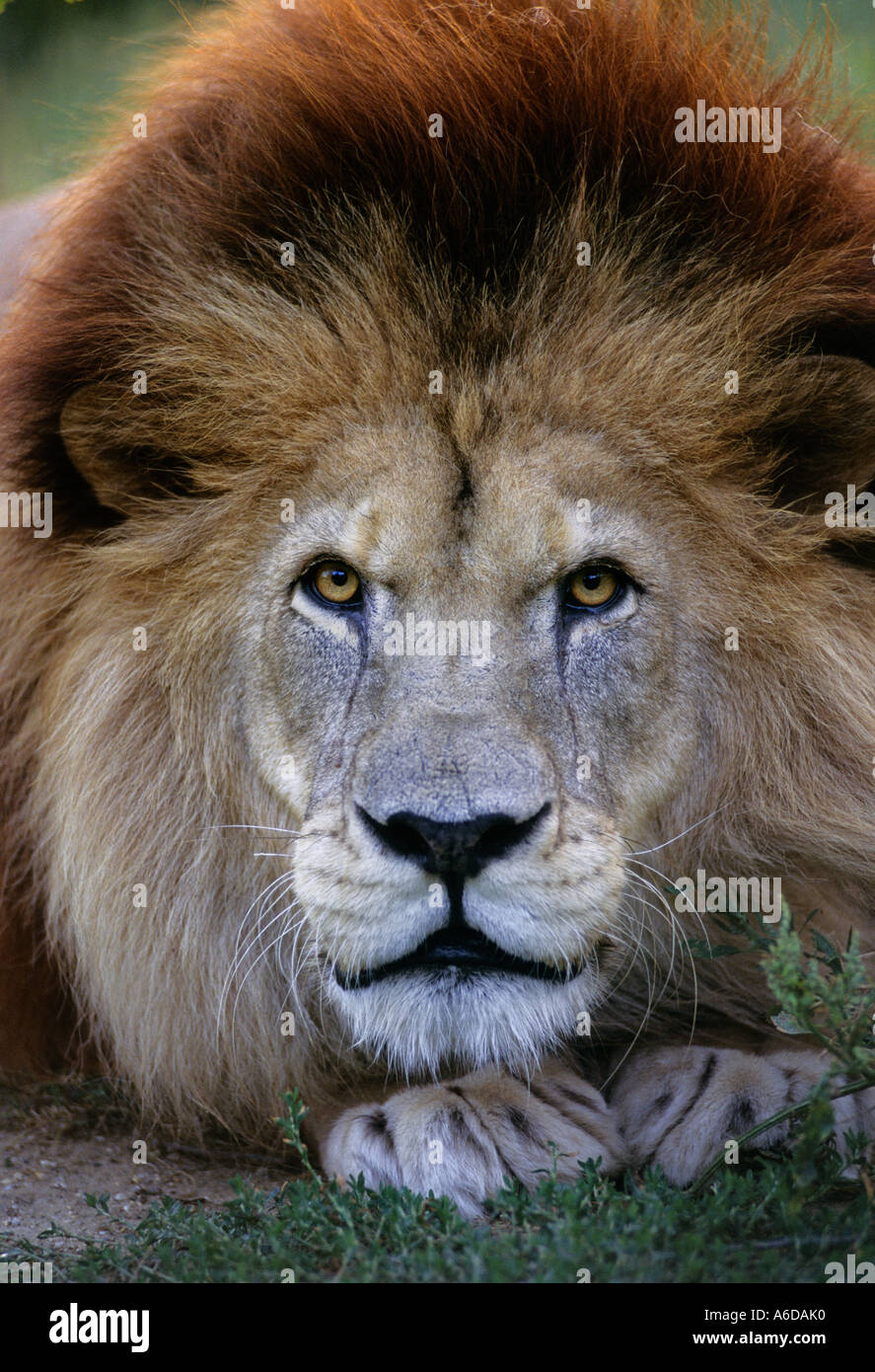 Lions That Are Extinct