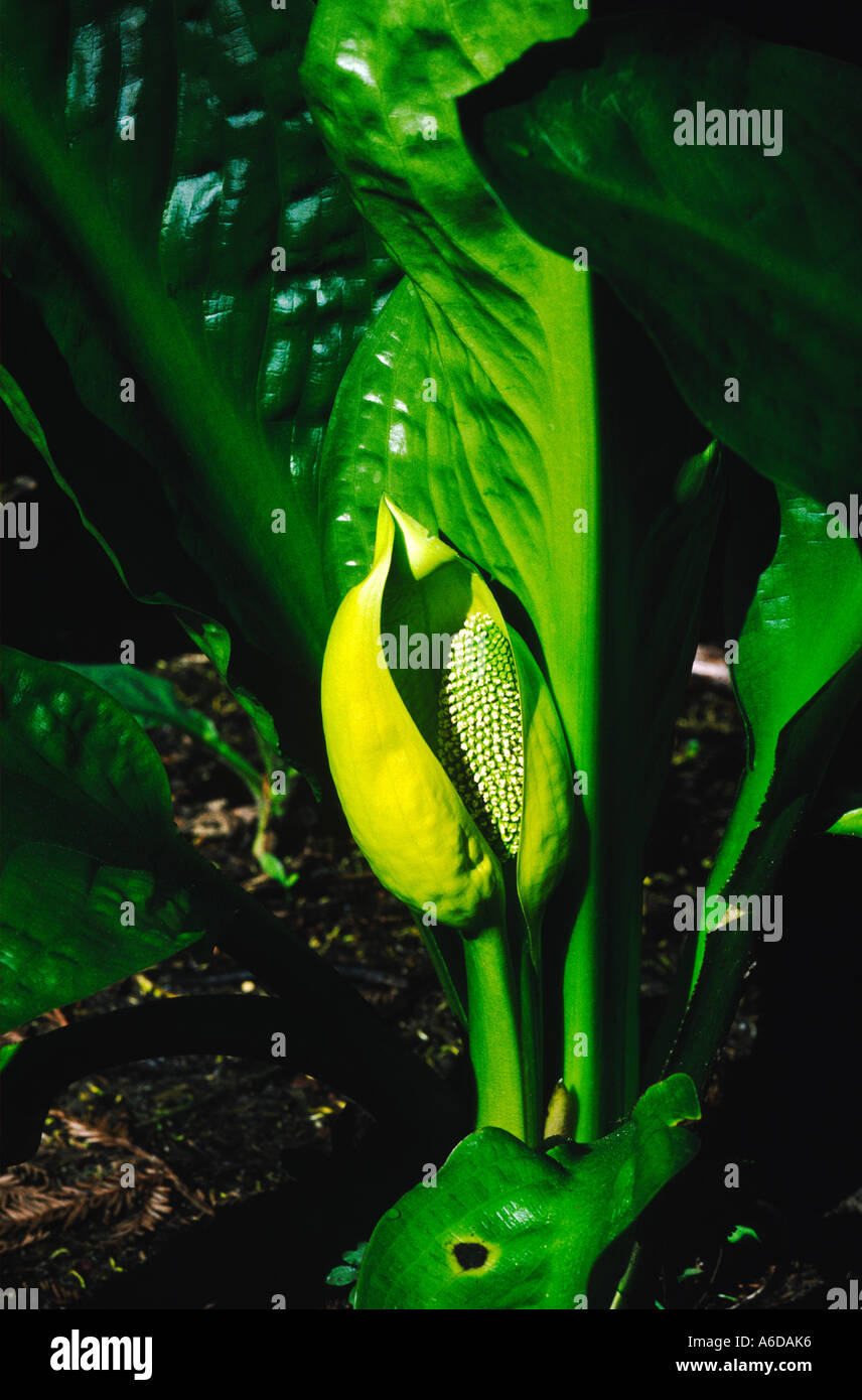 Lysichitum americanum hi-res stock photography and images - Alamy