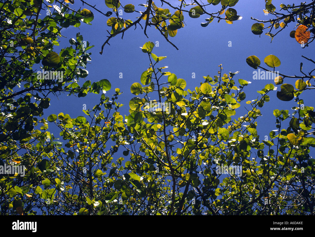 seagrape tree Coccolobis uvifera leaves Stock Photo - Alamy