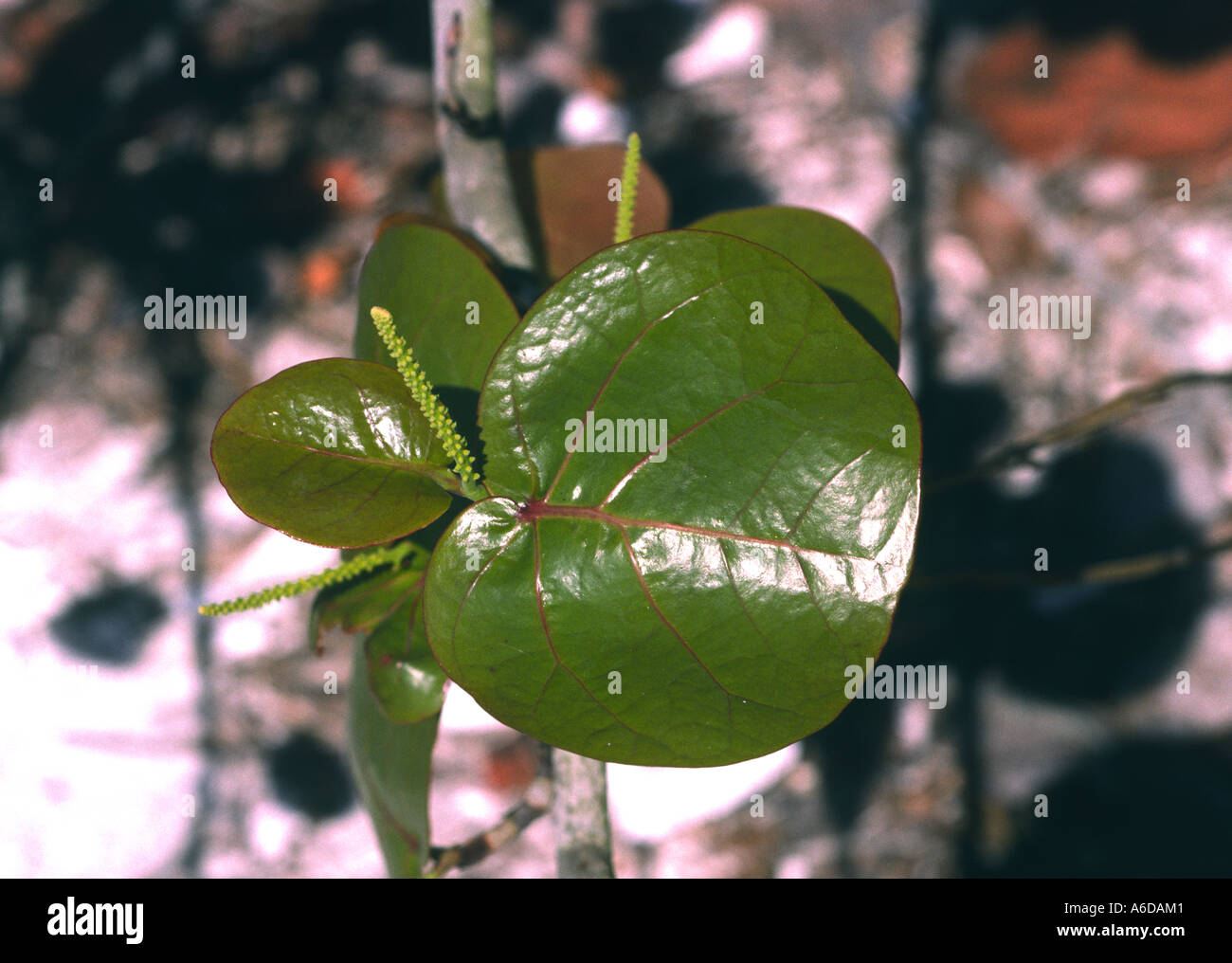 Coccolobis hi-res stock photography and images - Alamy