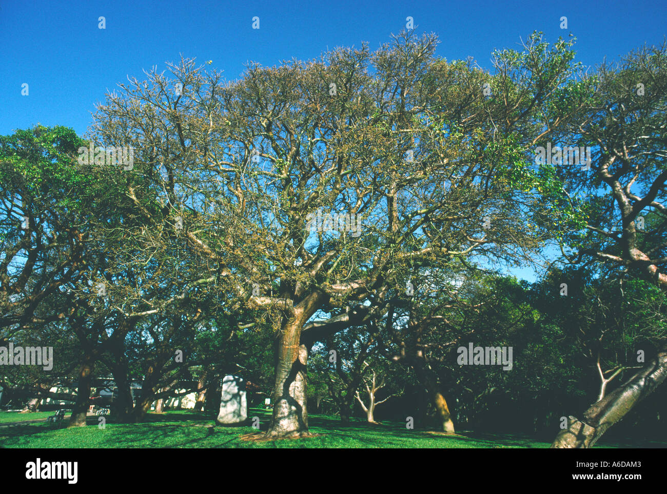Gumbo limbo tree hi-res stock photography and images - Alamy