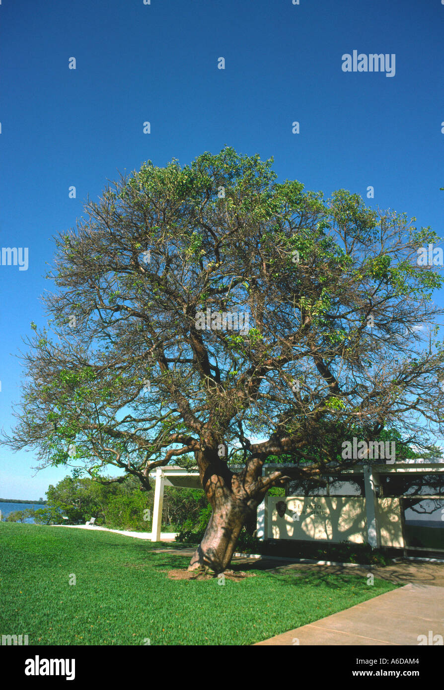 Gumbo limbo tree hi-res stock photography and images - Alamy