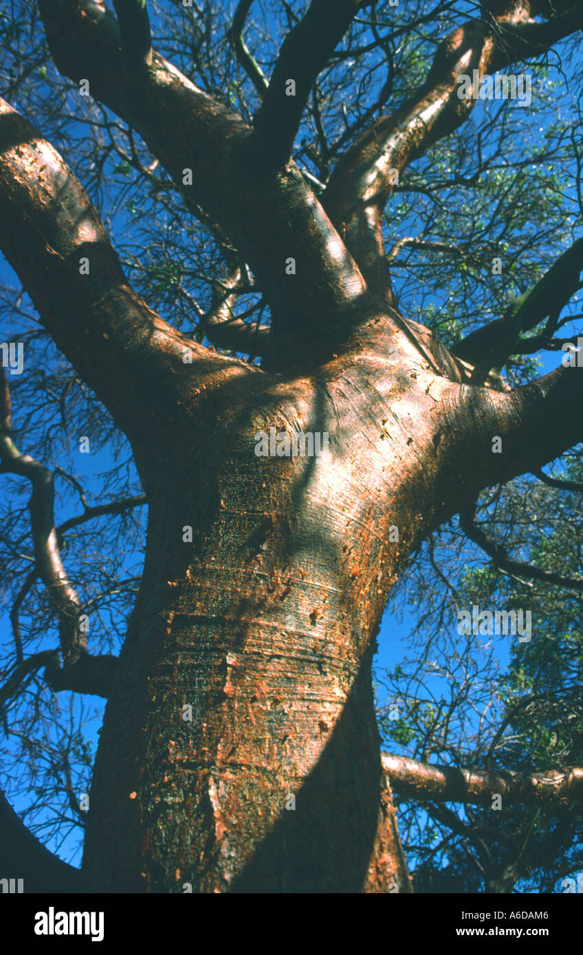 Gumbo limbo tree Bursera simaraba trunk Stock Photo - Alamy