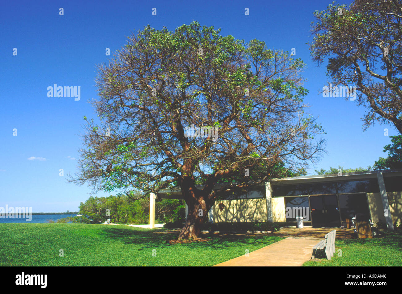 Gumbo limbo tree Bursera simaraba Stock Photo - Alamy