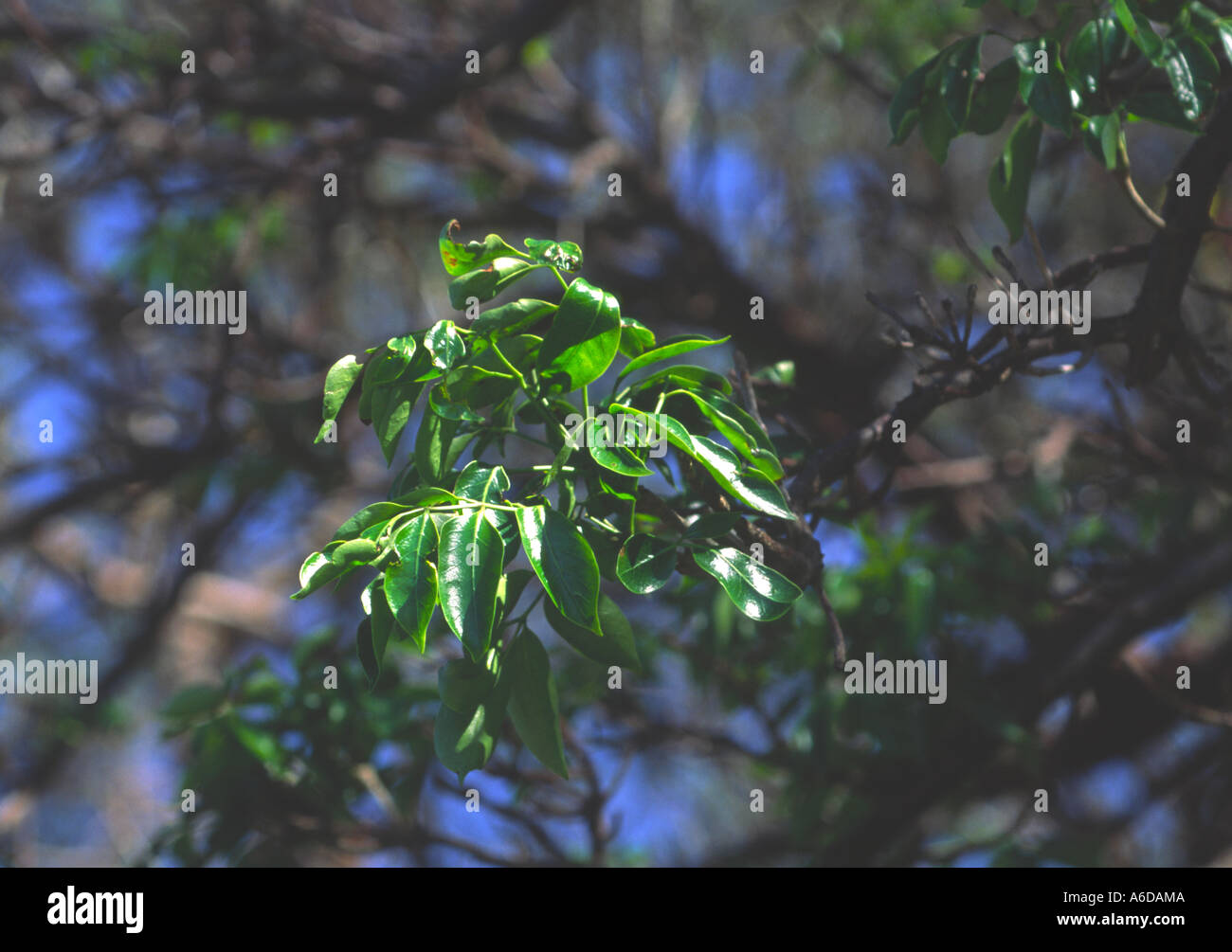 Gumbo limbo tree Bursera simaraba leaves Stock Photo - Alamy