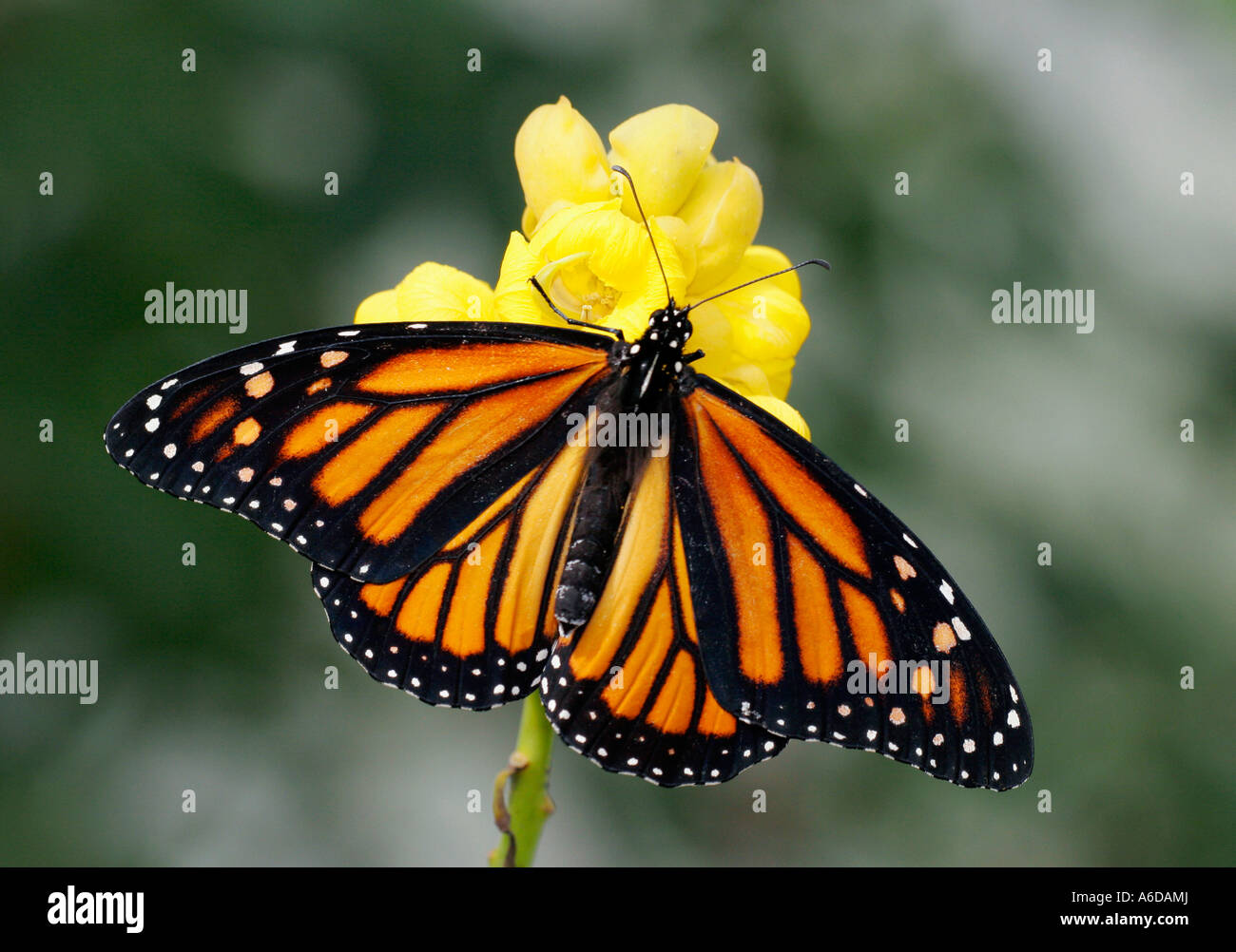 High angle view of a Monarch butterfly pollinating a flower (Danaus ...