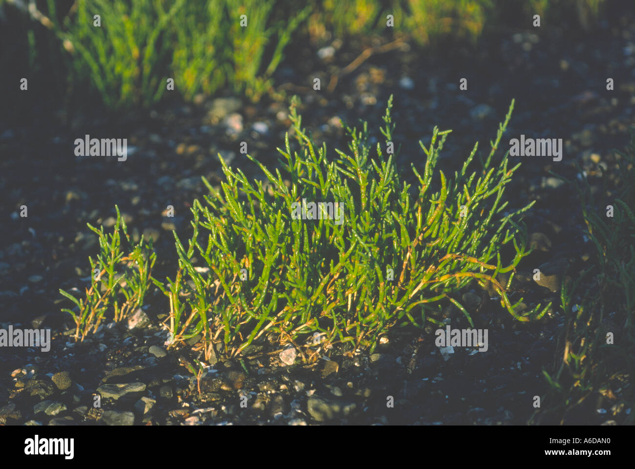 24520 pickle weed Salicornia salt marsh Stock Photo - Alamy