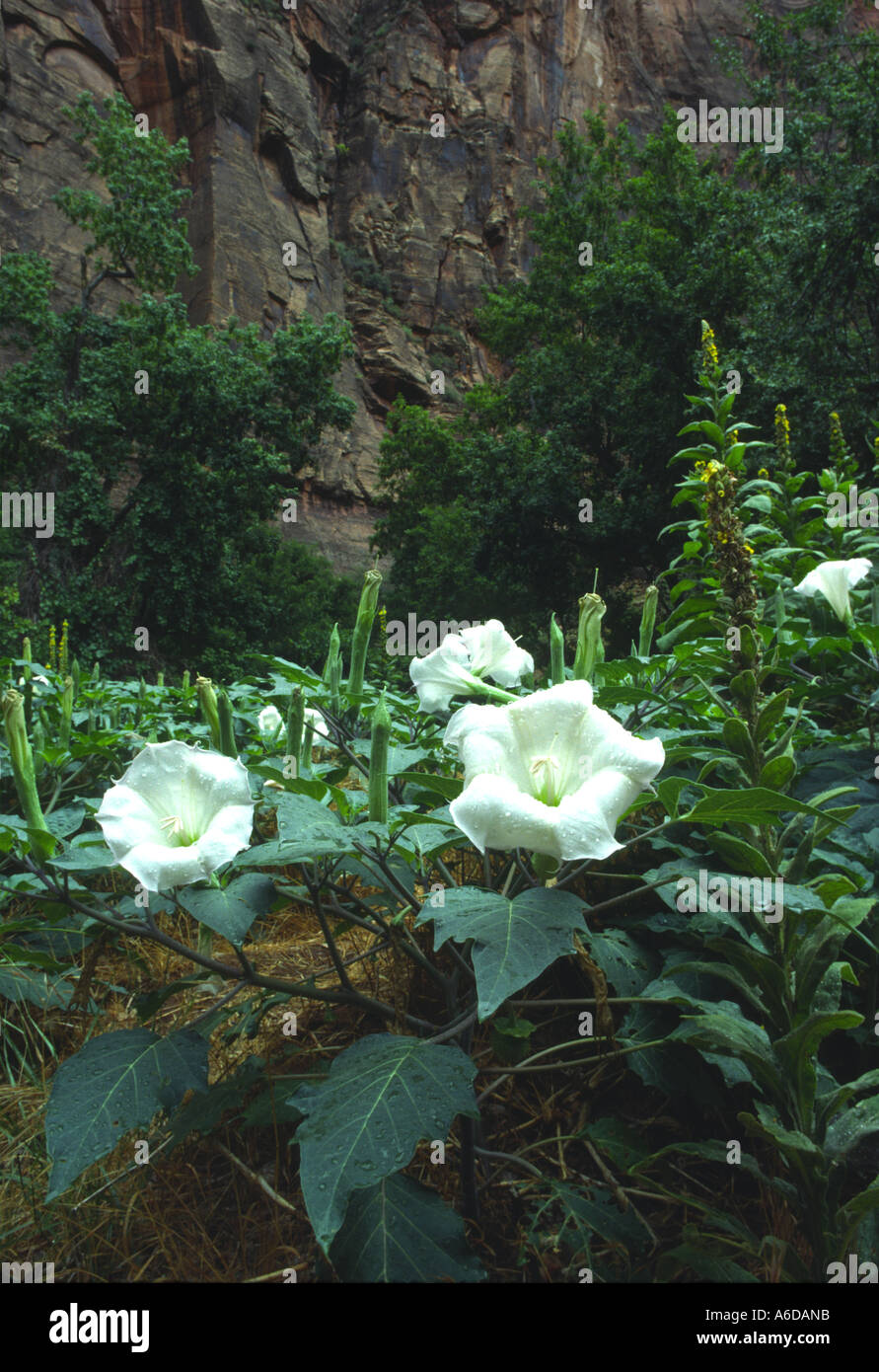 sacred datura blooms at night and early morning in the summer Stock ...