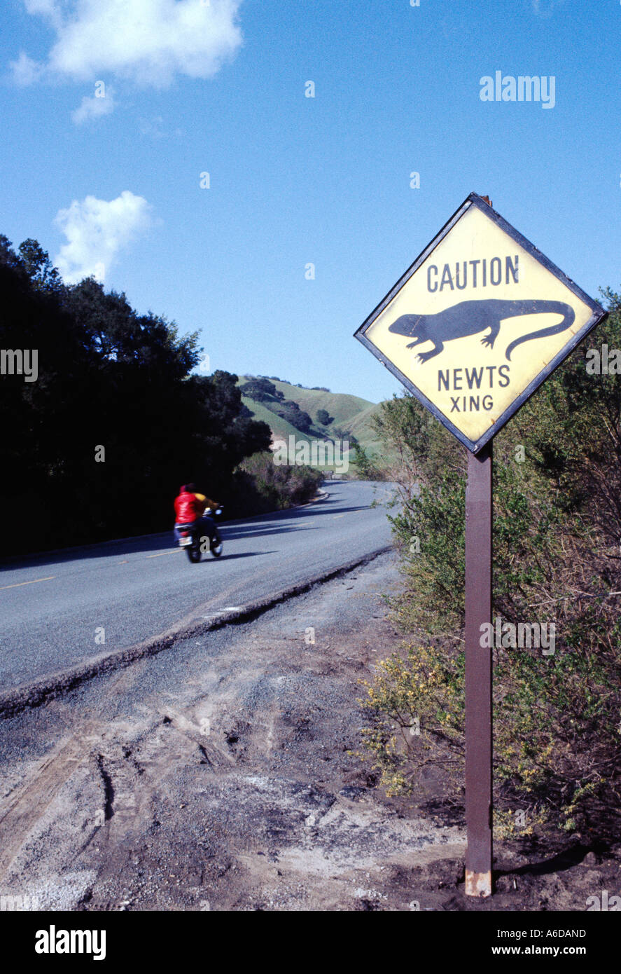 Crossing salamanders hi-res stock photography and images - Alamy