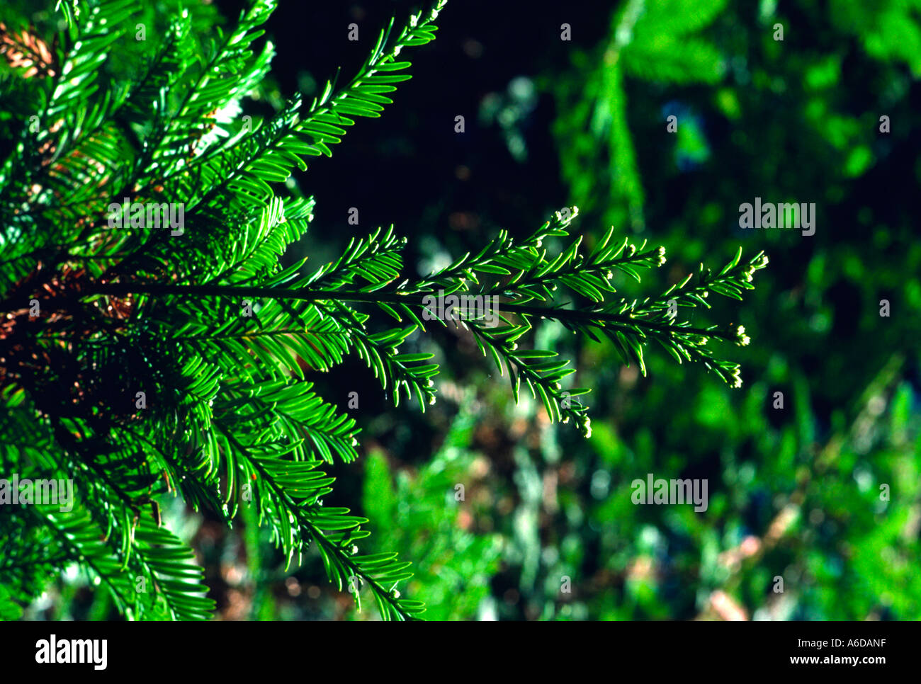 Coast redwood tree leaves Sequoia sempervirons Stock Photo - Alamy