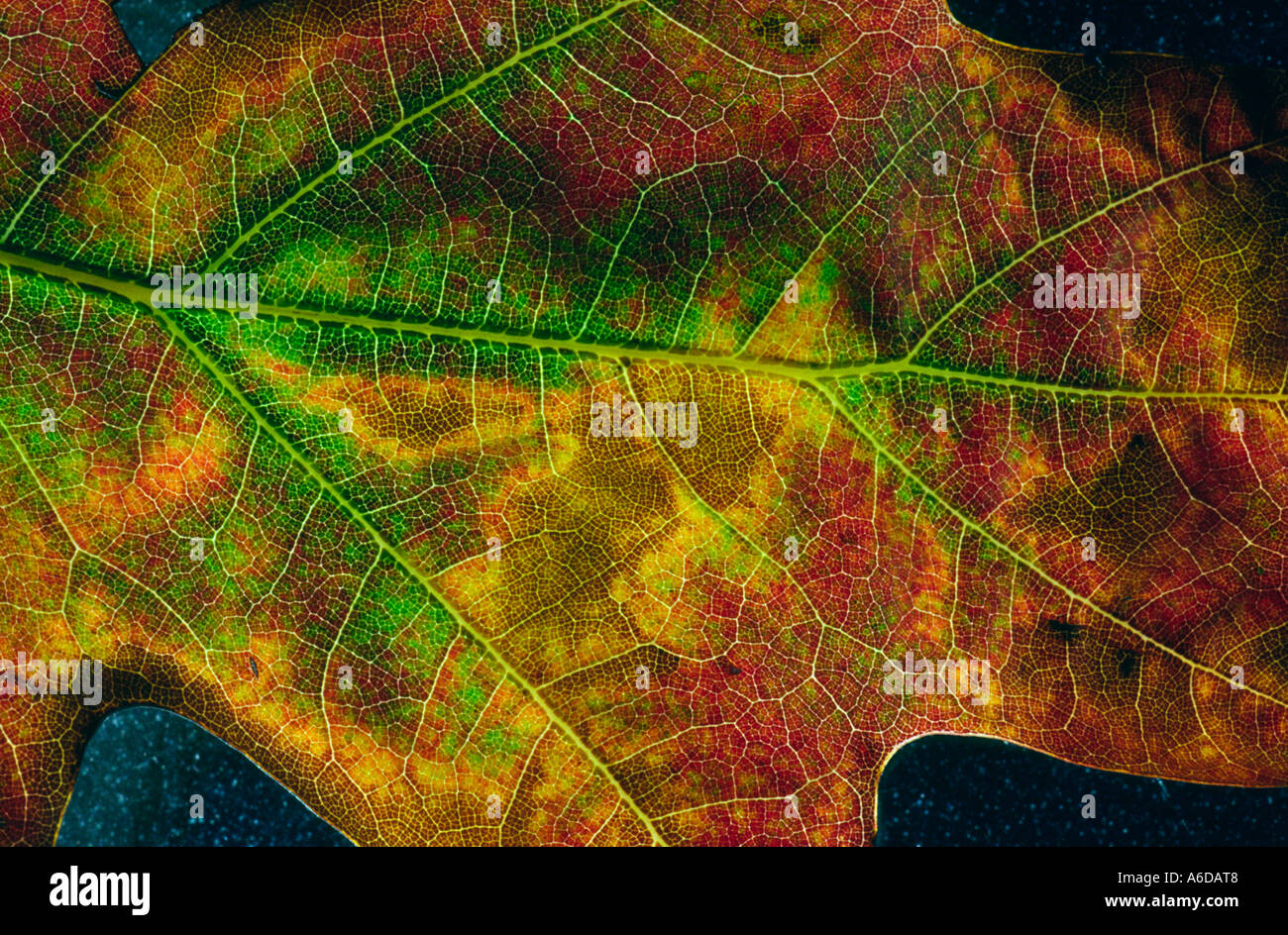 oak tree leaf fall color Stock Photo - Alamy